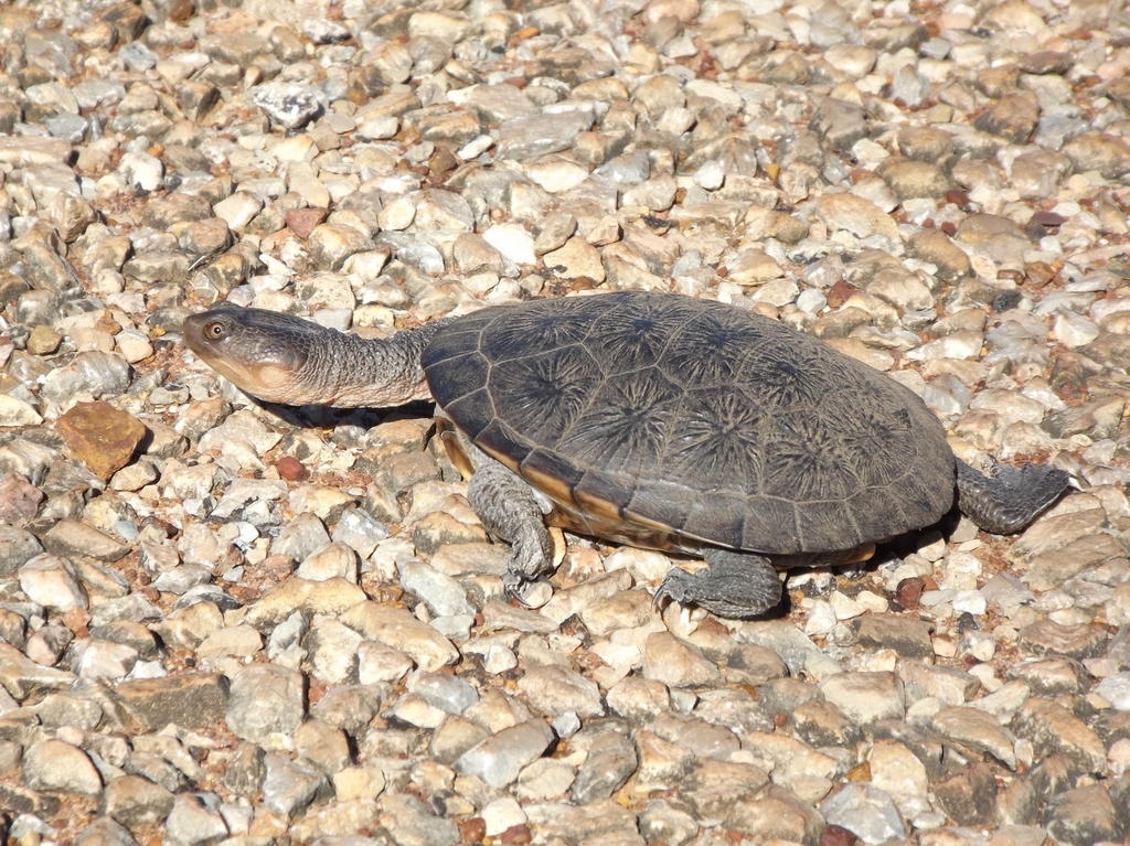 Chelodina canni (Змеиношеяя черепаха Канна) - Черепахи.ру