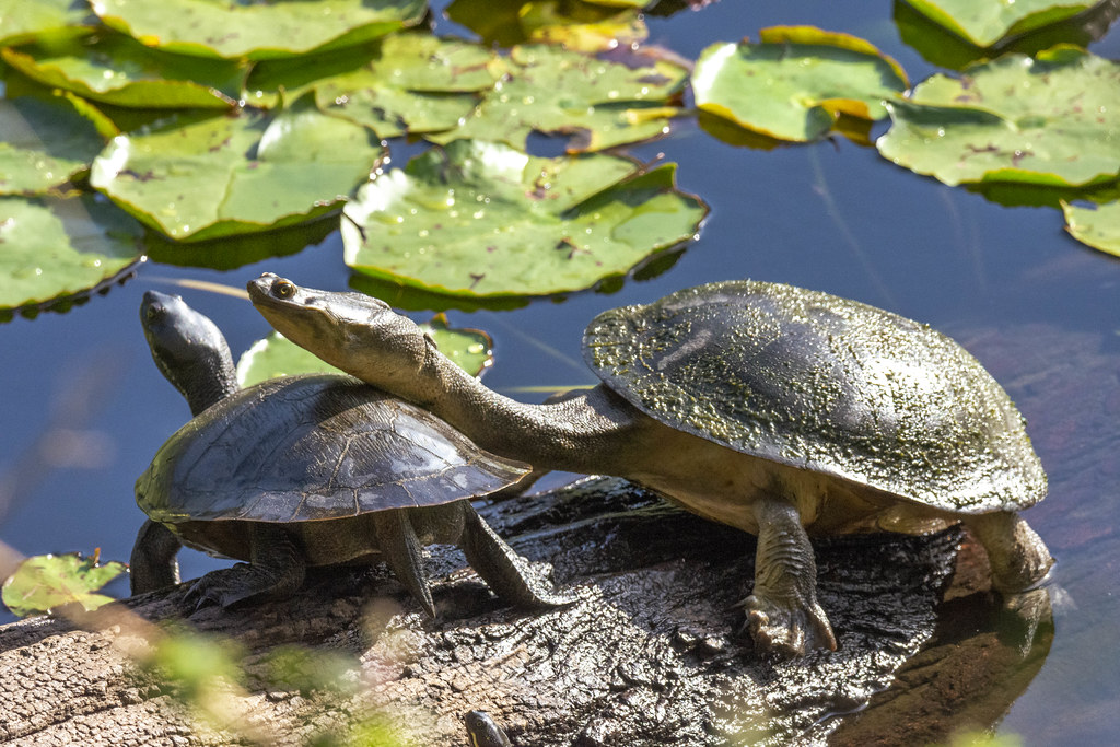 Chelodina expansa (Гигантская змеиношеяя черепаха) - Черепахи.ру