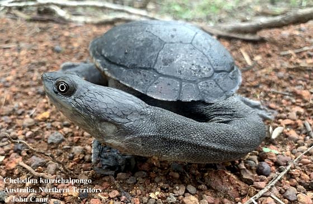 Chelodina kurrichalpongo (Змеиношеяя черепаха Дарвина) - Черепахи.ру
