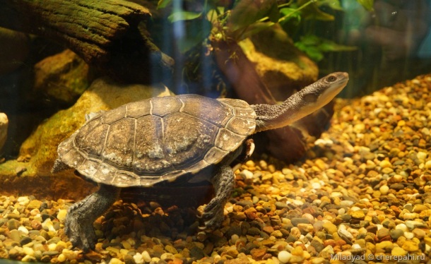 Chelodina longicollis (Австралийская змеиношеяя черепаха) - Черепахи.ру
