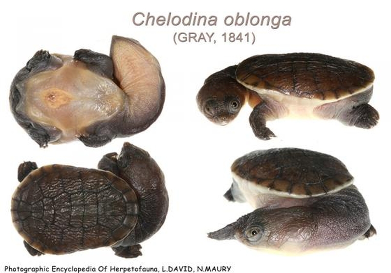 Chelodina oblonga (Продолговатая змеиношеяя черепаха) - Черепахи.ру