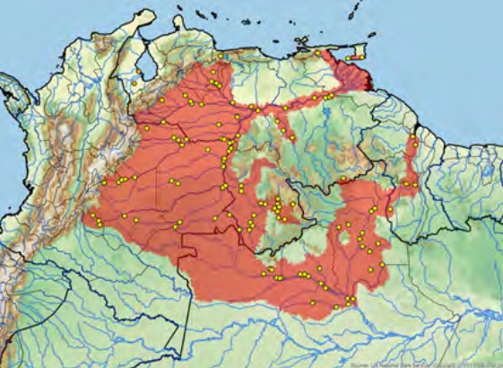 Chelus orinocensis (Оринокская матамата) - Черепахи.ру