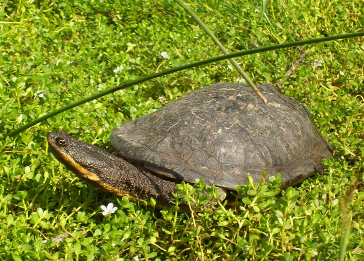 Hydromedusa tectifera (Аргентинская гидромедуза) - Черепахи.ру