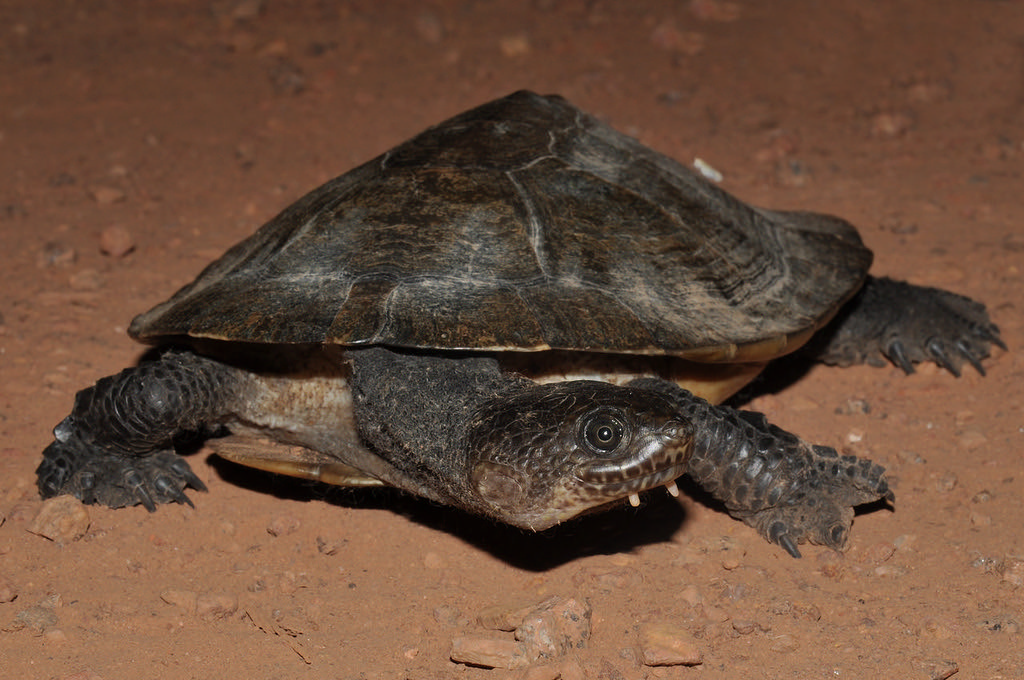 Mesoclemmys gibba (Выпуклая черепаха) - Черепахи.ру