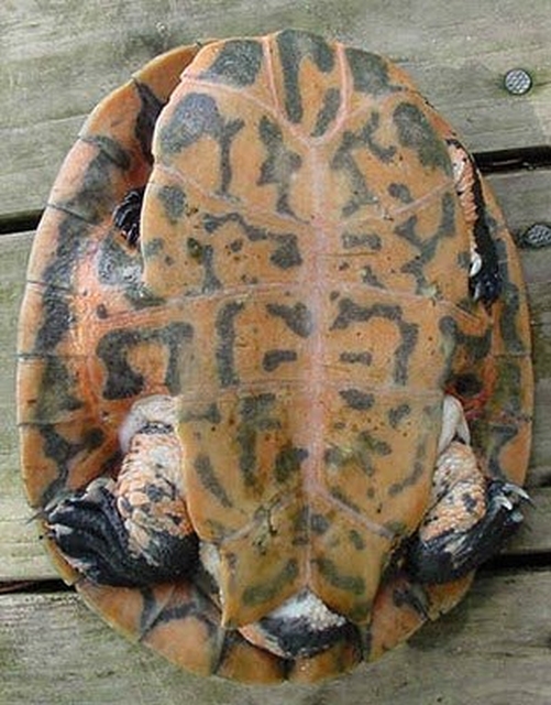 Phrynops geoffroanus (Бокошейная черепаха Жоффруа) - Черепахи.ру