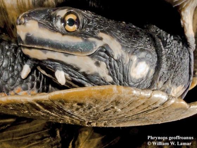 Phrynops geoffroanus (Бокошейная черепаха Жоффруа) - Черепахи.ру