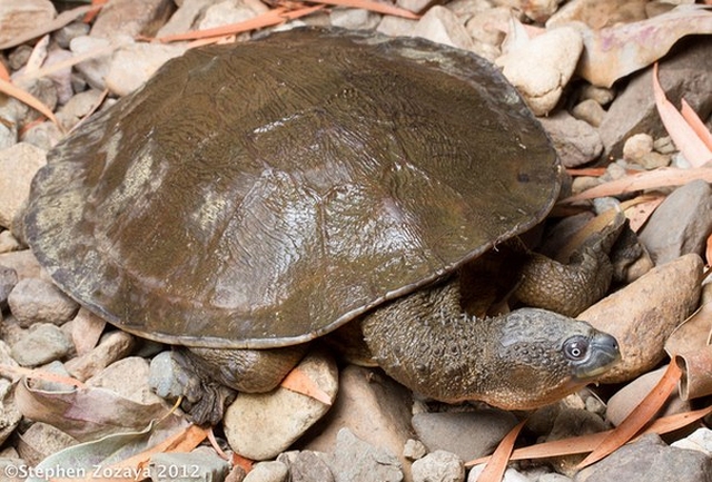 Rheodytes leukops (Черепаха реки Фитцрой) - Черепахи.ру