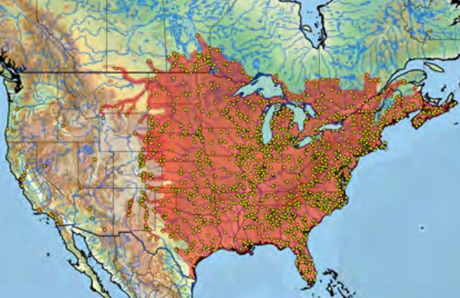 Chelydra serpentina (Каймановая черепаха) - Черепахи.ру