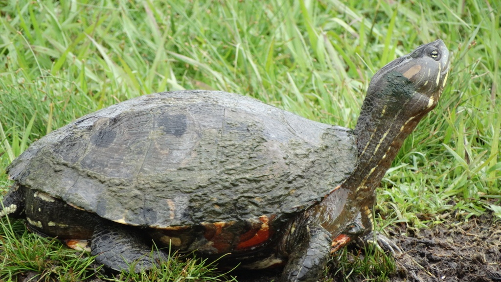 Trachemys callirostris (Колумбийская украшенная черепаха) - Черепахи.ру