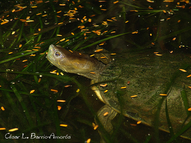 Trachemys callirostris (Колумбийская украшенная черепаха) - Черепахи.ру
