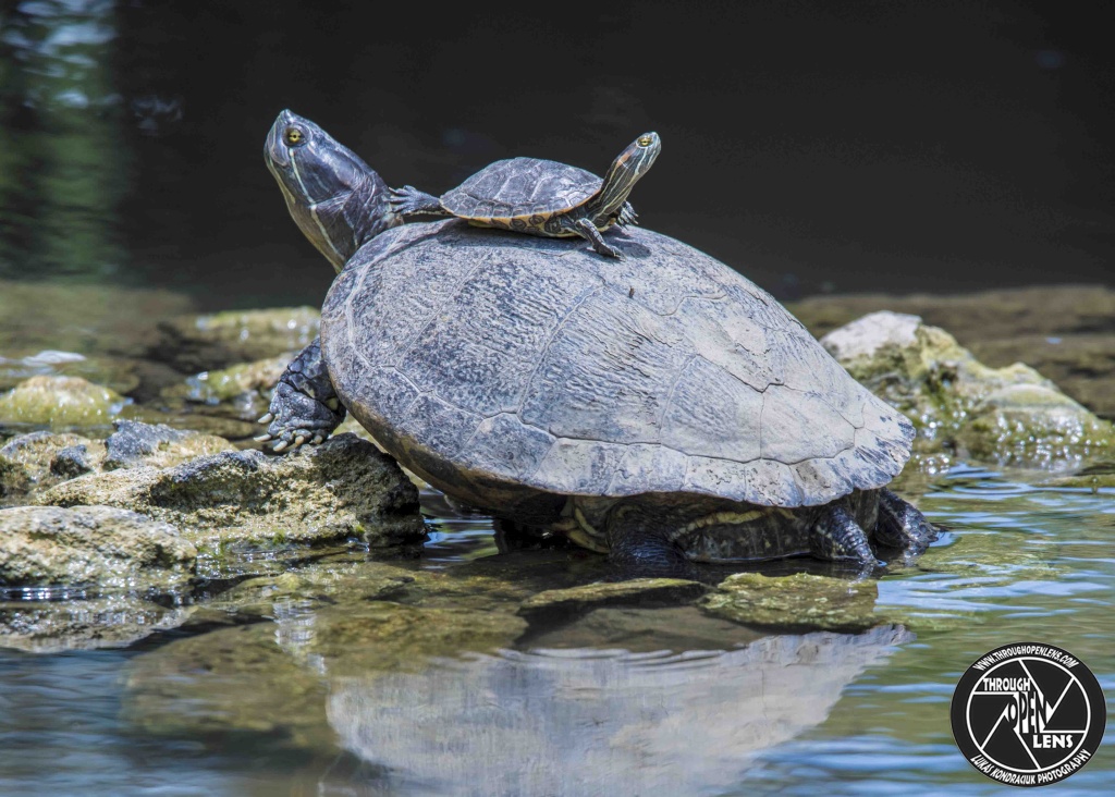 Trachemys decorata (Испаньольская украшенная черепаха) - Черепахи.ру