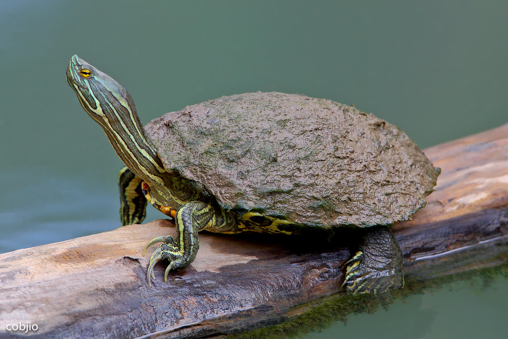 Trachemys decorata (Испаньольская украшенная черепаха) - Черепахи.ру