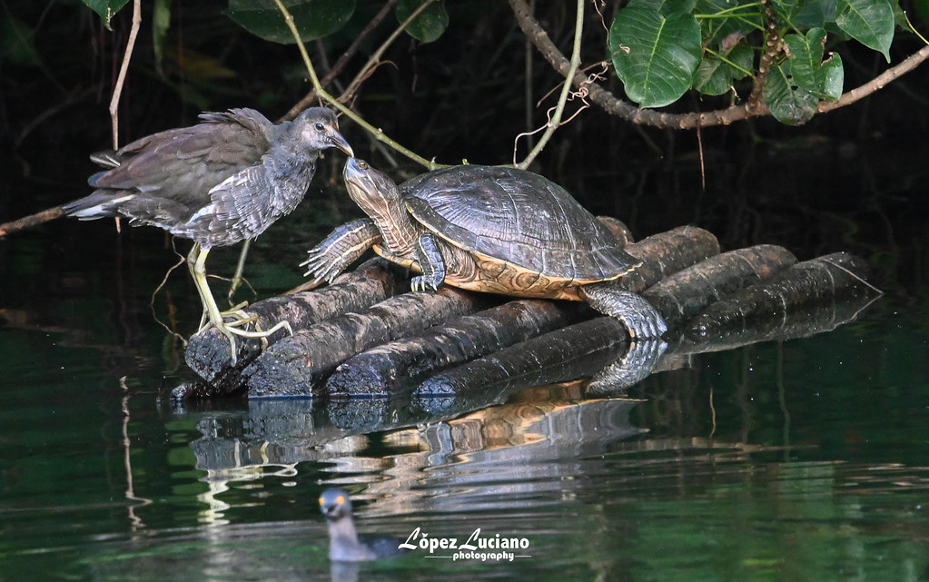 Trachemys decorata (Испаньольская украшенная черепаха) - Черепахи.ру