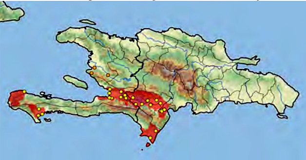 Trachemys decorata (Испаньольская украшенная черепаха) - Черепахи.ру