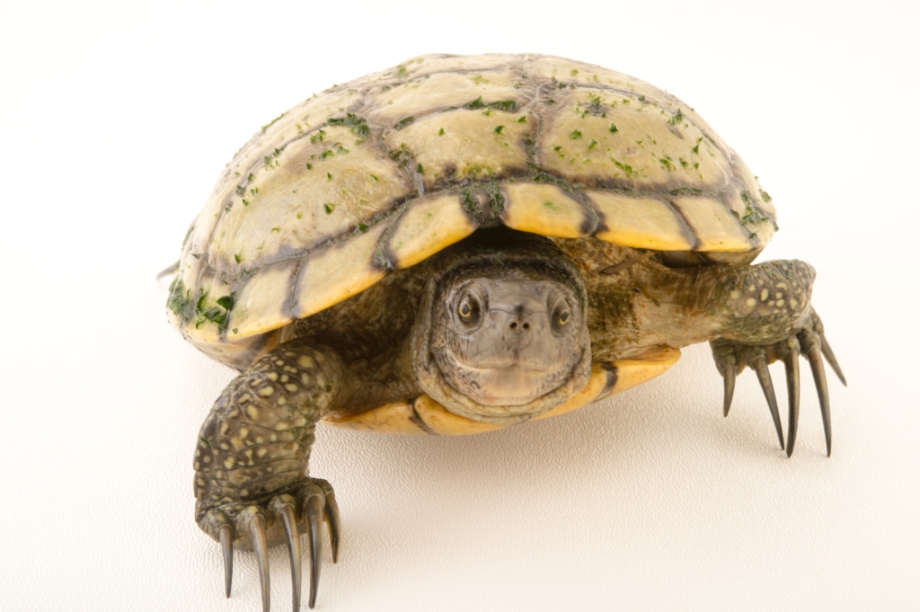 Trachemys decussata (Северная антильская черепаха) - Черепахи.ру