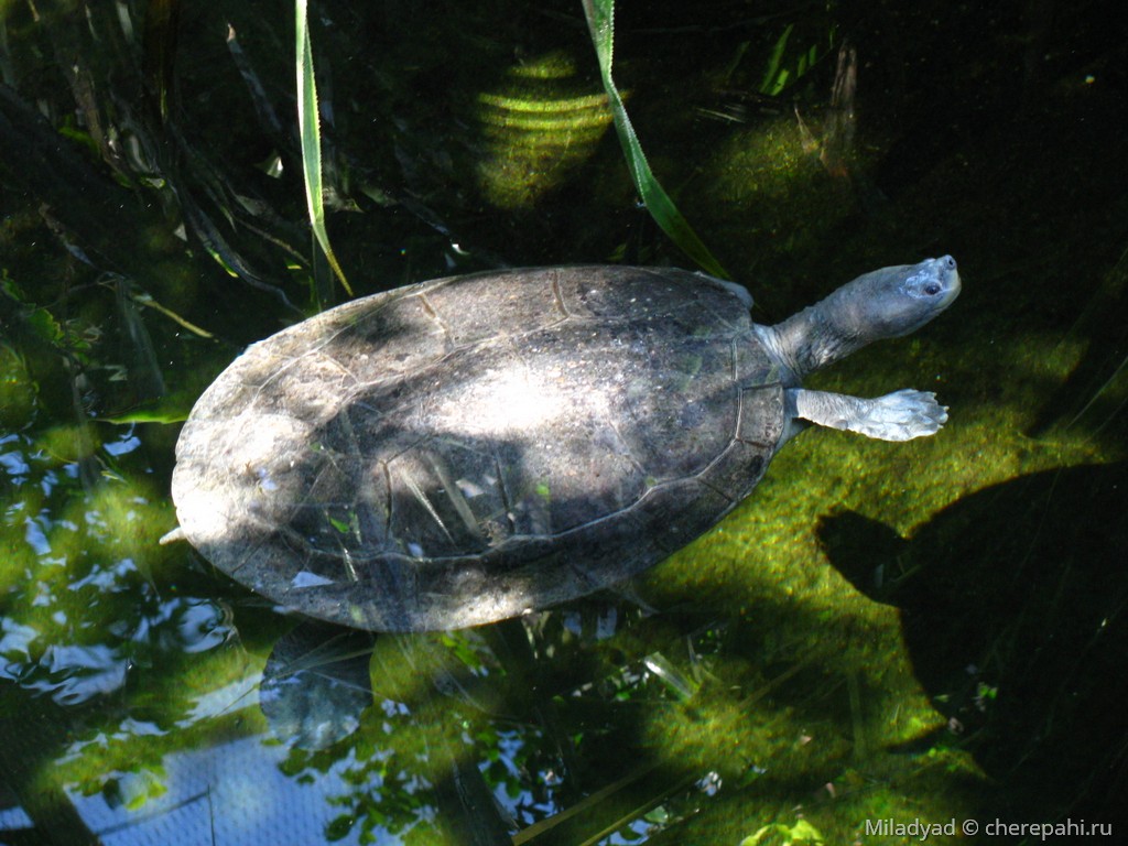 Batagur baska (Батагур) - Черепахи.ру