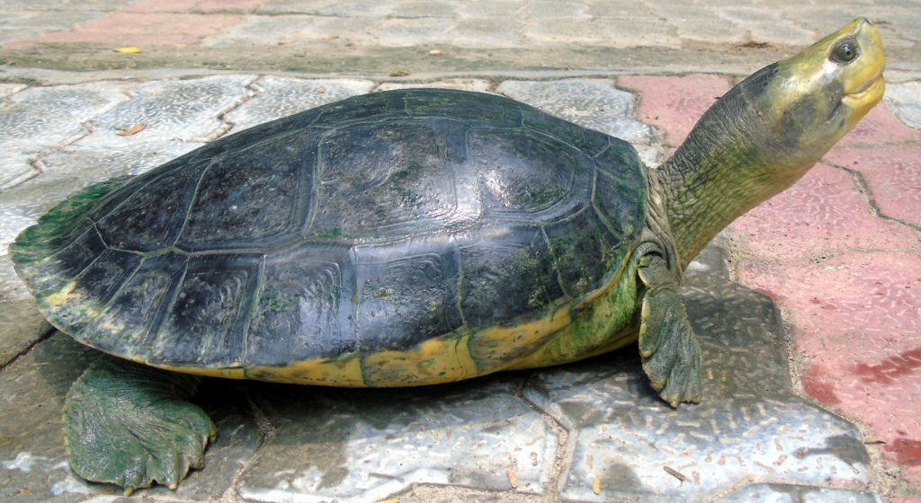 Batagur kachuga (Бенгальская кровельная черепаха) - Черепахи.ру