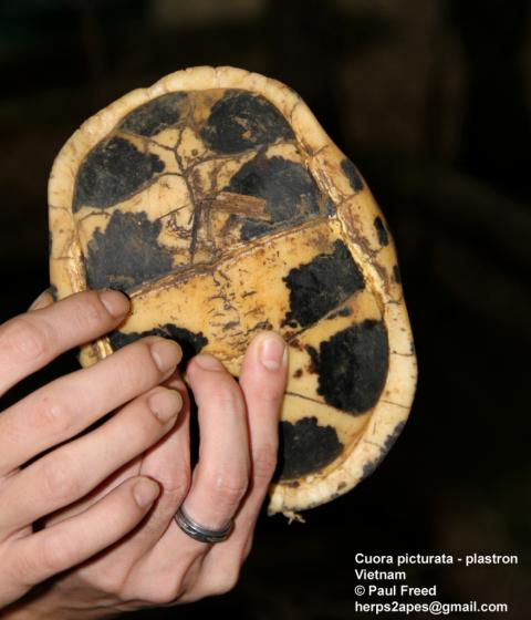 Cuora picturata (Южно-вьетнамская коробчатая черепаха) - Черепахи.ру