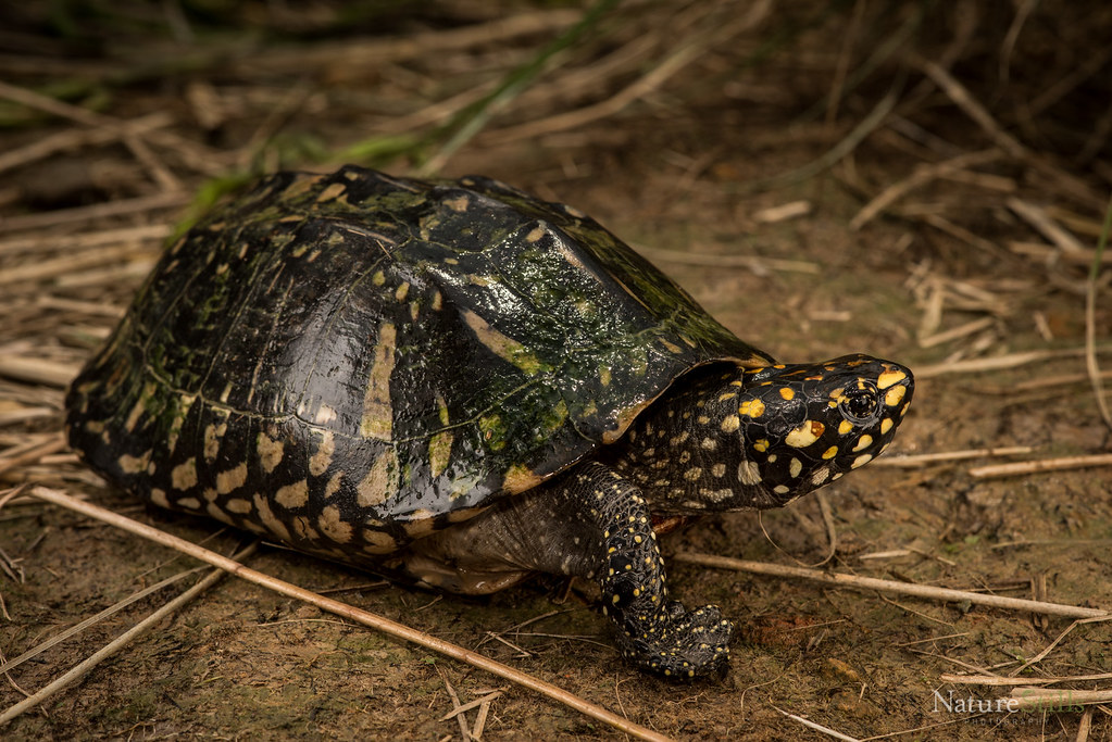 Geoclemys hamiltonii (Пятнистая прудовая черепаха) - Черепахи.ру