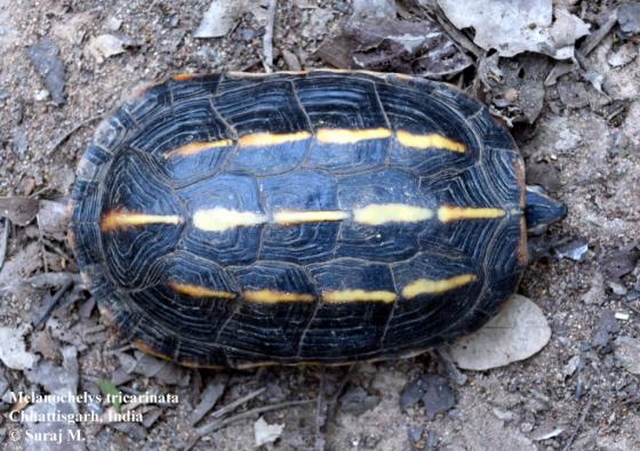 Melanochelys tricarinata (Трехкилевая черепаха) - Черепахи.ру