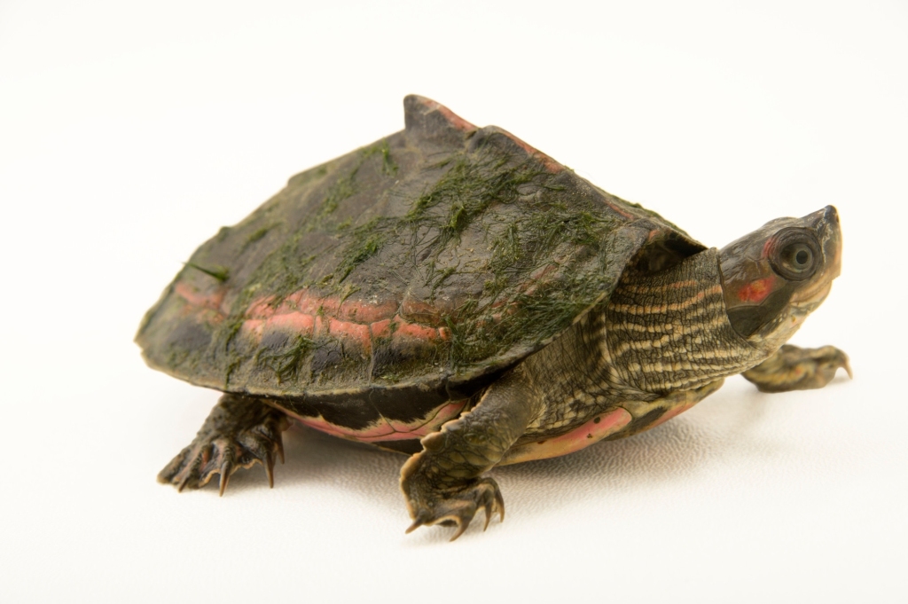 Pangshura tentoria (Индийская тентовая черепаха) - Черепахи.ру