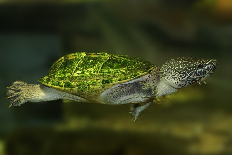 Staurotypus triporcatus (Крестогрудая черепаха) - Черепахи.ру