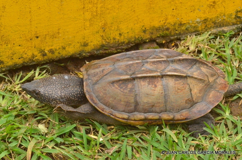 Staurotypus triporcatus (Крестогрудая черепаха) - Черепахи.ру