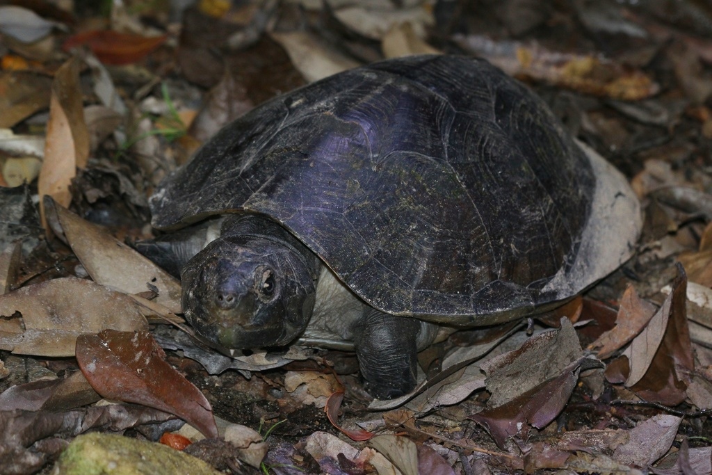 Peltocephalus dumerilianus (Гвианская щитоногая черепаха) - Черепахи.ру