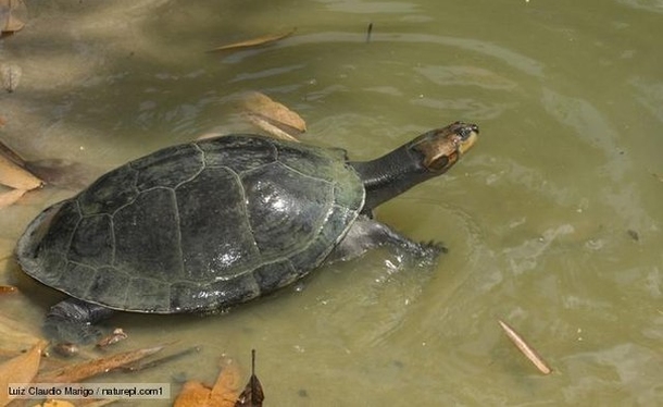 Podocnemis expansa (Тартаруга, Аррау) - Черепахи.ру
