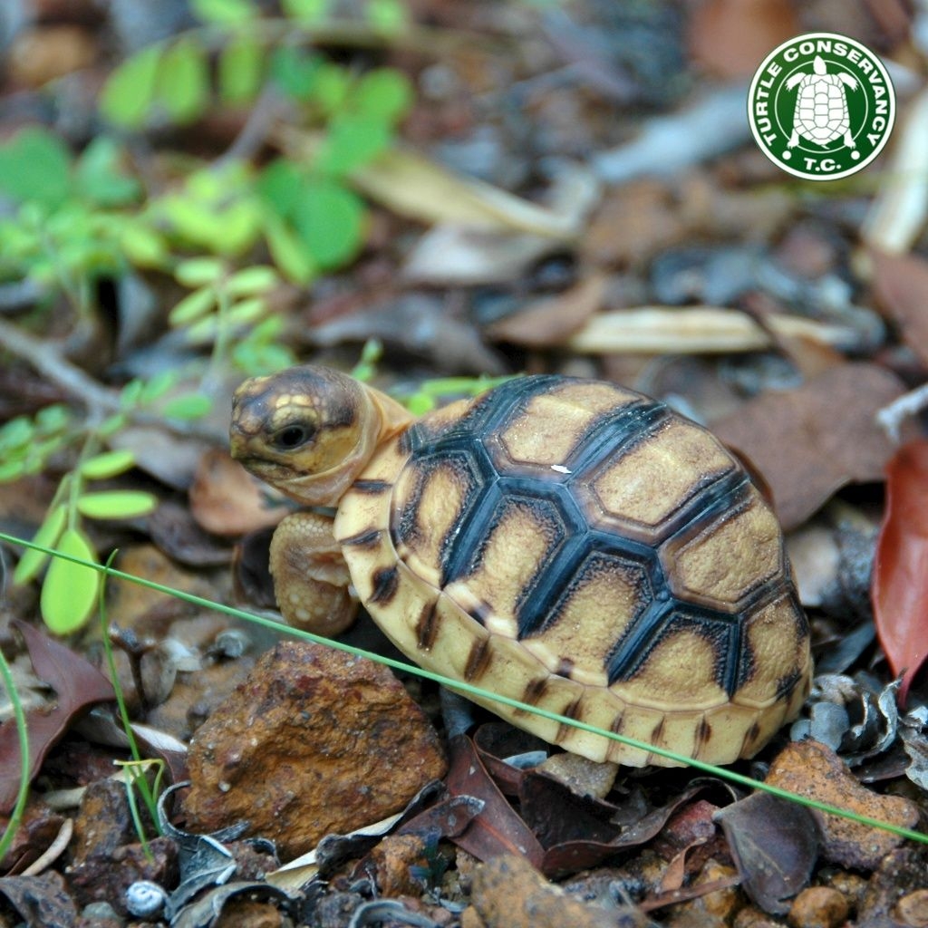 Astrochelys yniphora (Мадагаскарская клювогрудая черепаха) - Черепахи.ру
