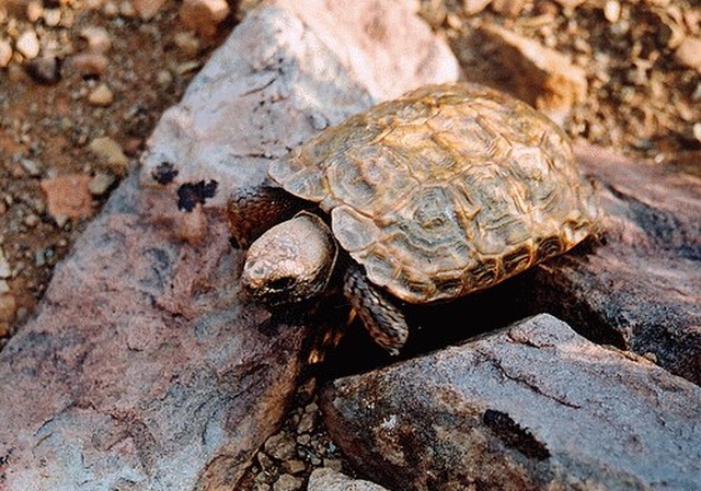 Chersobius solus (Намалендская капская черепаха) - Черепахи.ру