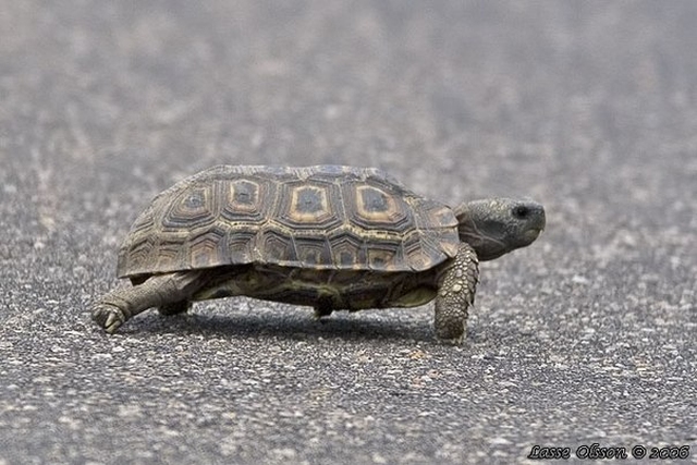 Chersobius solus (Намалендская капская черепаха) - Черепахи.ру