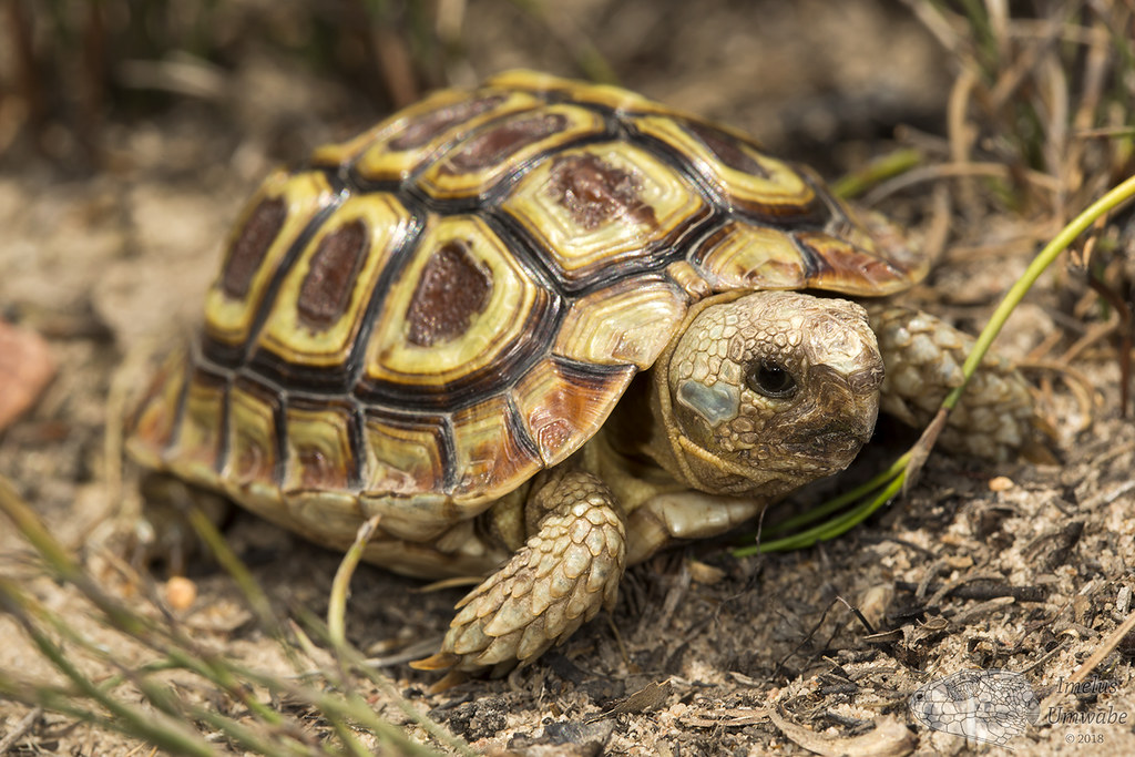 Homopus areolatus (Клювастая капская черепаха) - Черепахи.ру