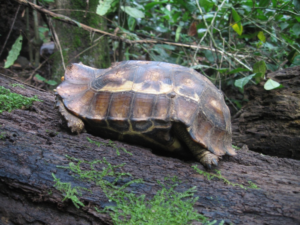 Kinixys erosa (Зубчатая киникса) - Черепахи.ру