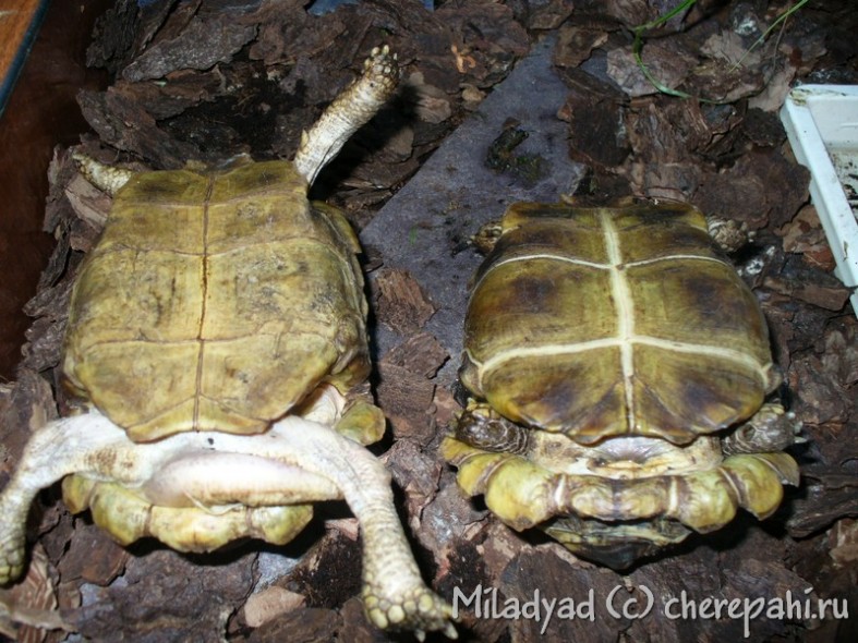 Kinixys homeana (Лесная киникса) - Черепахи.ру
