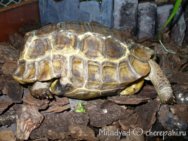 Kinixys homeana (Лесная киникса) - Черепахи.ру