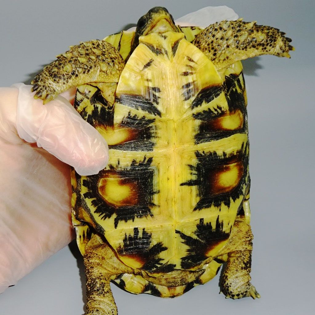 Kinixys spekii (Киникса Спика) - Черепахи.ру