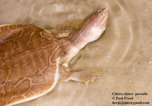 Chitra chitra (Полосатая узкоголовая черепаха) - Черепахи.ру