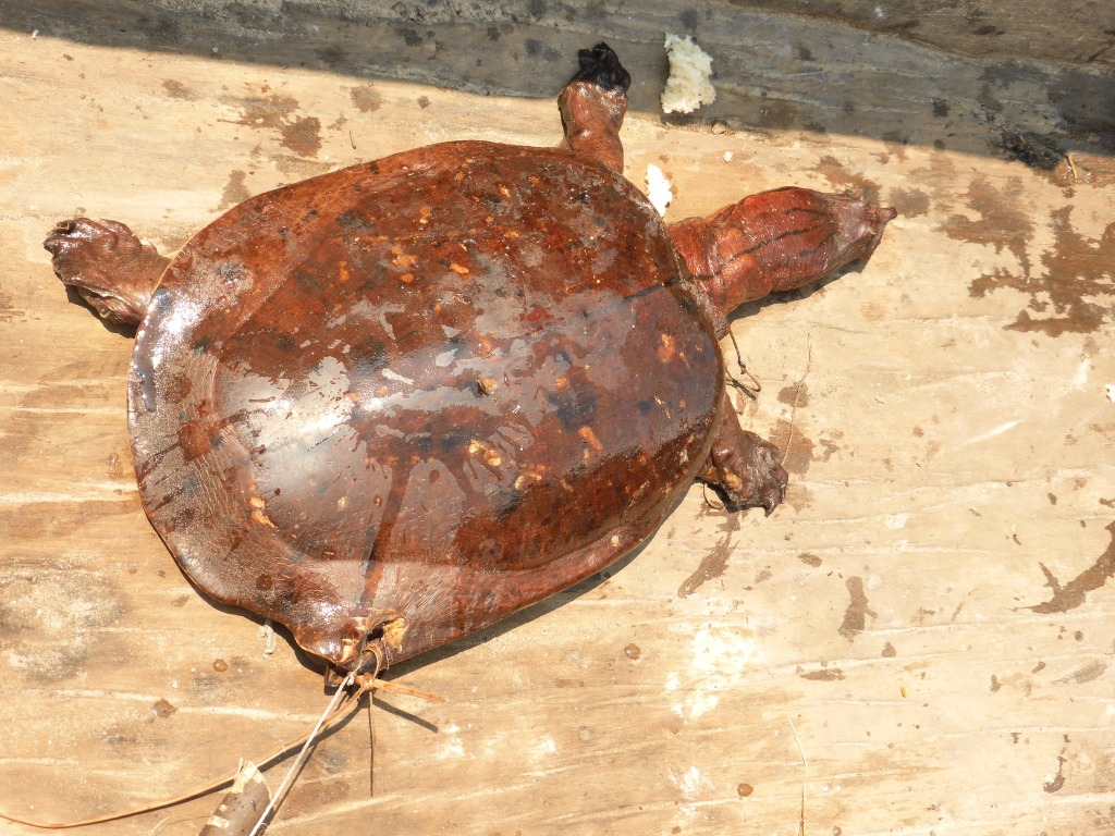 Cycloderma aubryi (Красноспинная лопастная черепаха) - Черепахи.ру