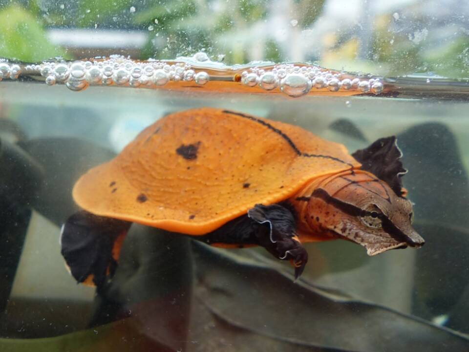 Cycloderma aubryi (Красноспинная лопастная черепаха) - Черепахи.ру