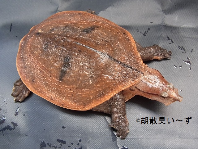 Cycloderma aubryi (Красноспинная лопастная черепаха) - Черепахи.ру