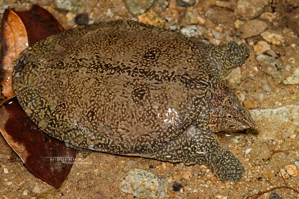 Dogania subplana (Догания) - Черепахи.ру