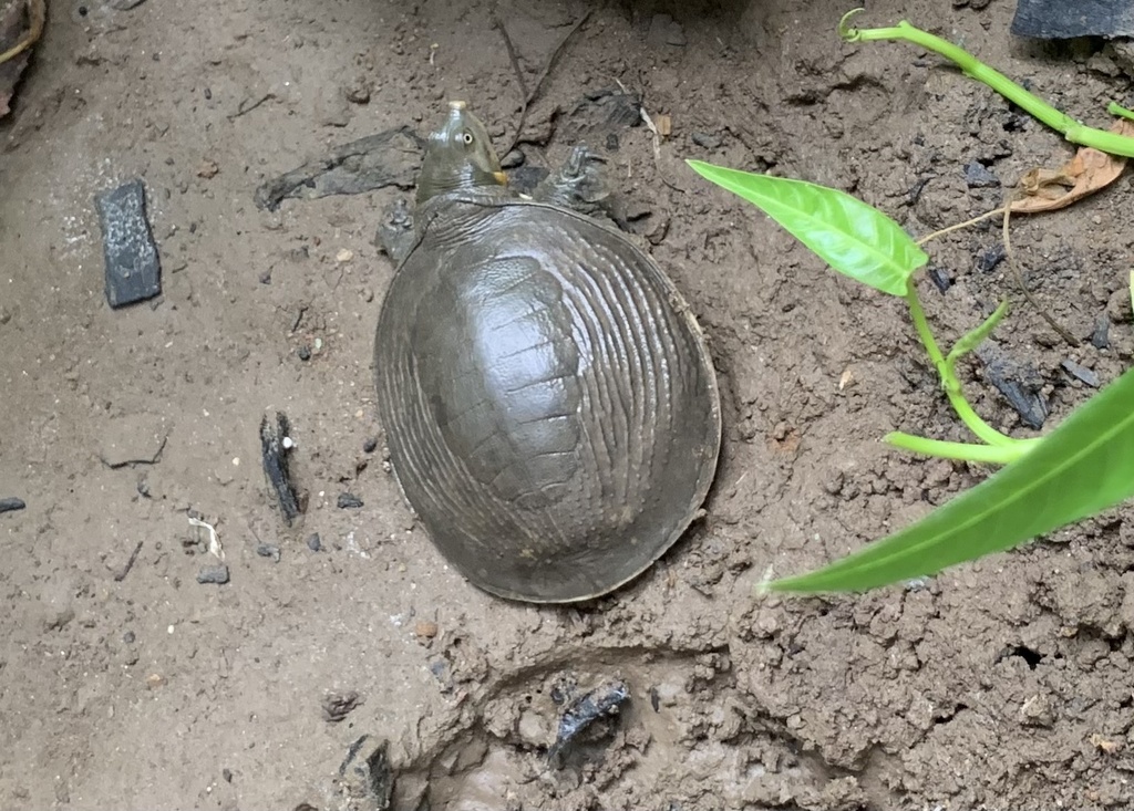 Lissemys scutata (Бирманская лопастная черепаха) - Черепахи.ру