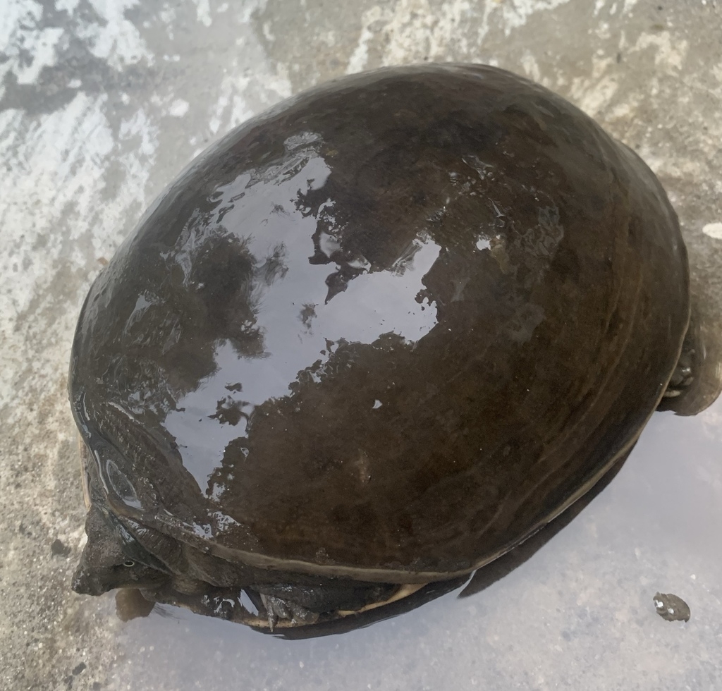 Lissemys scutata (Бирманская лопастная черепаха) - Черепахи.ру