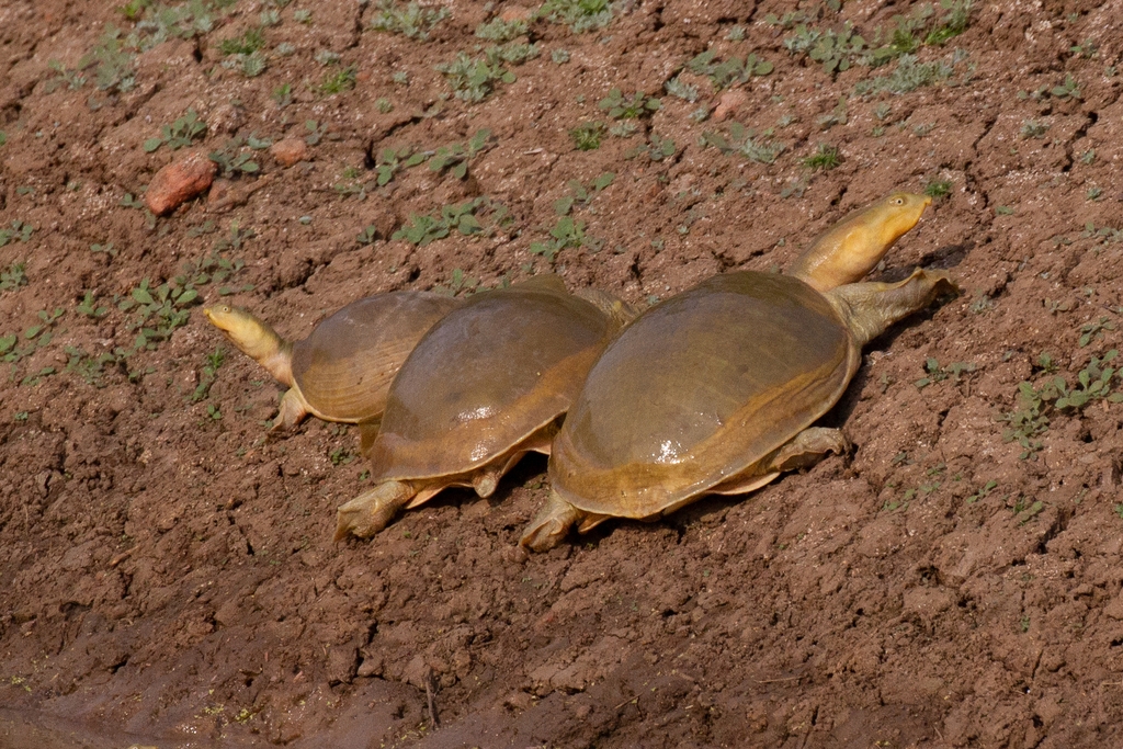 Lissemys scutata (Бирманская лопастная черепаха) - Черепахи.ру