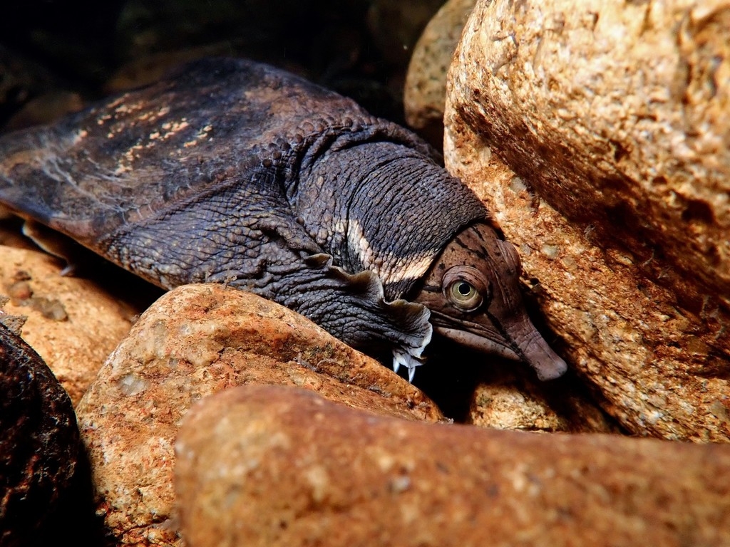 Palea steindachneri (Бахромчатая черепаха) - Черепахи.ру