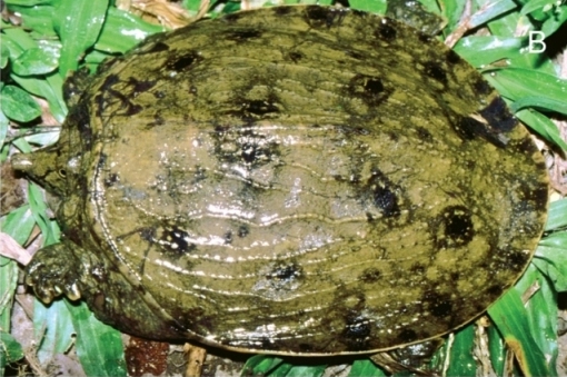 Pelodiscus variegatus (Вьетнамская мягкотелая черепаха) - Черепахи.ру