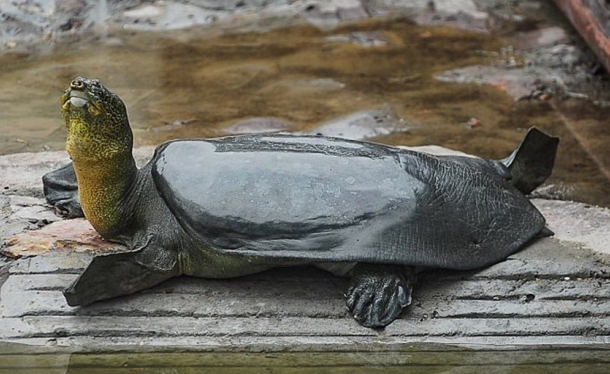 Rafetus swinhoei (Мягкотелая черепаха Свайно) - Черепахи.ру