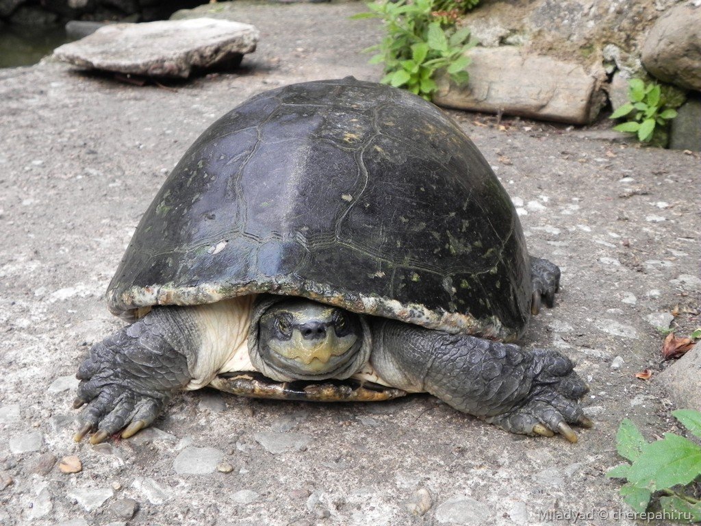 Batagur baska (Батагур) - Черепахи.ру
