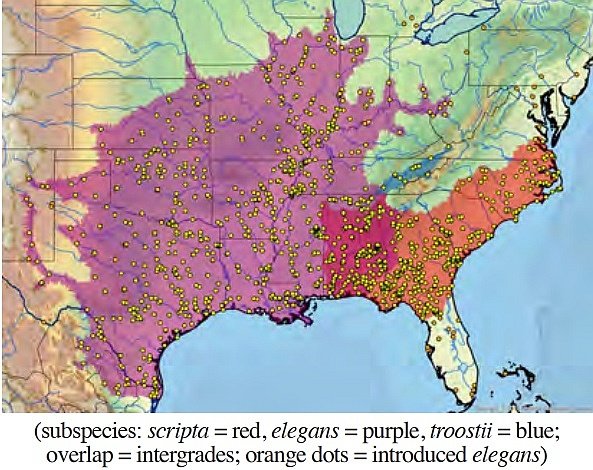 Trachemys scripta (Красноухая черепаха) - Черепахи.ру